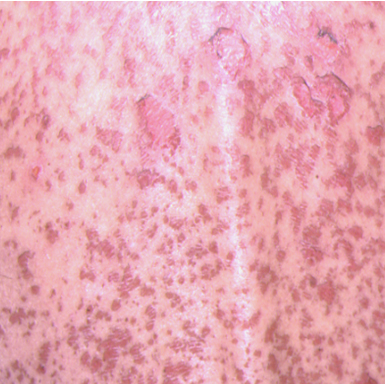 Les toxidermies – FIMARAD